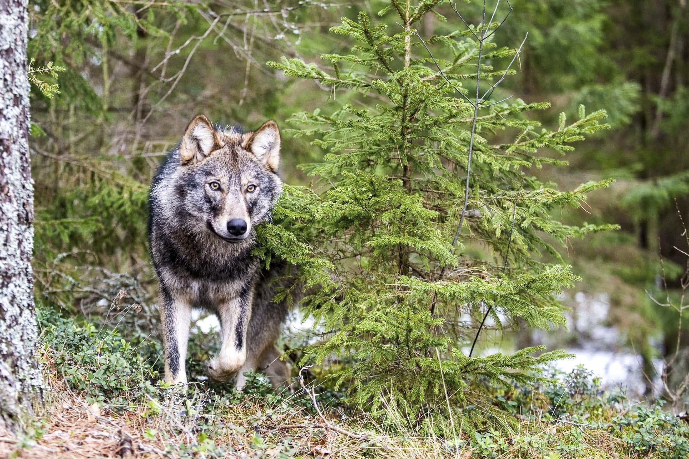 Cada vez hay más lobos en Alemania – Actualidad de Alemania
